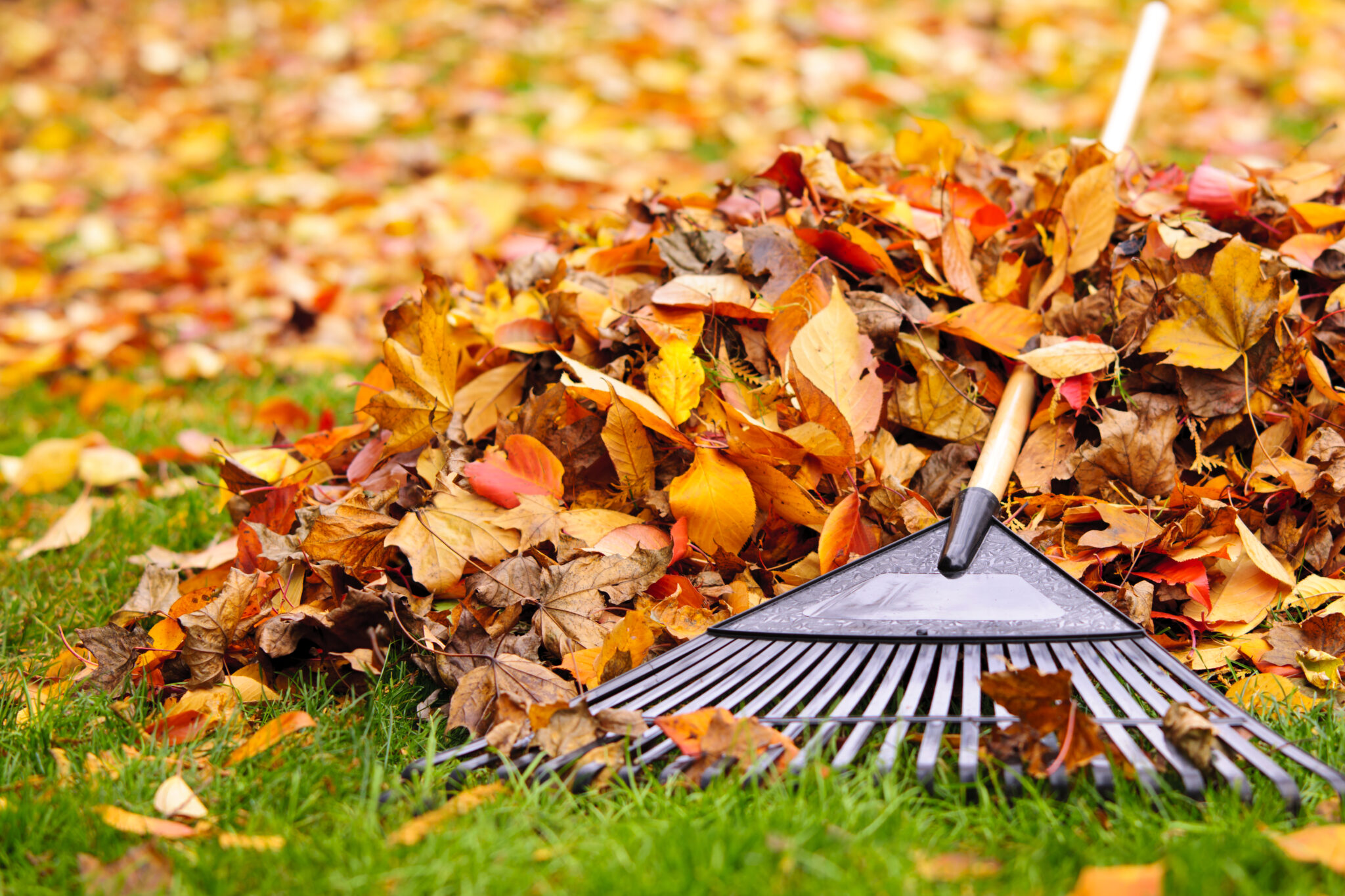 Yard Waste – Greenville County Soil and Water Conservation District
